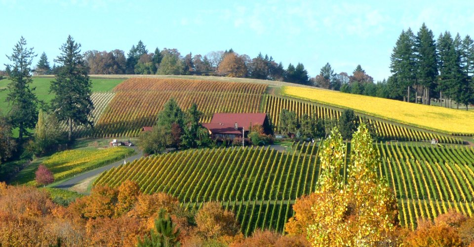 Wines Rooted in Excellence